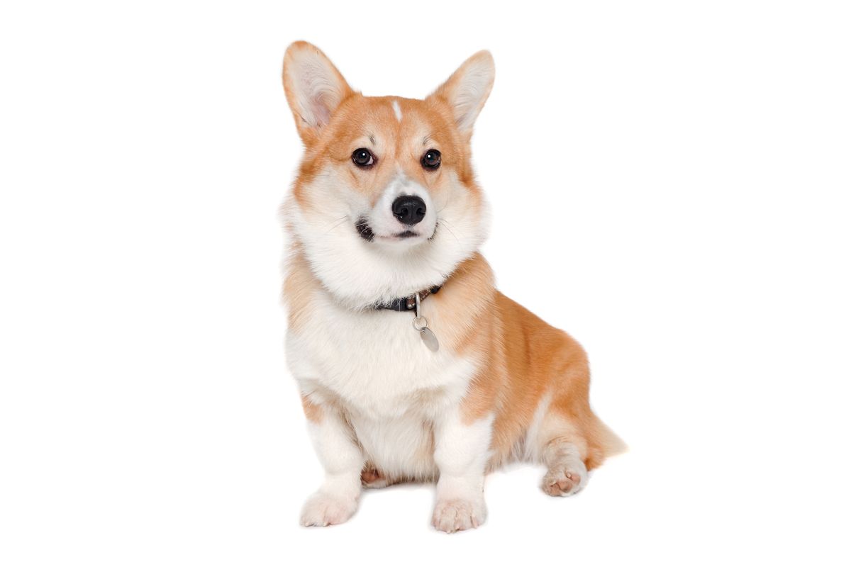 The 5 Best Dog Food For Corgis